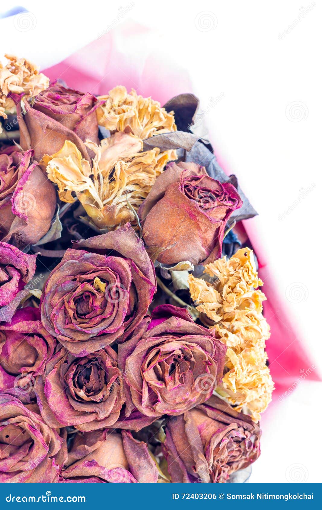 Dry roses stock photo. Image of dark, death, natural - 72403206