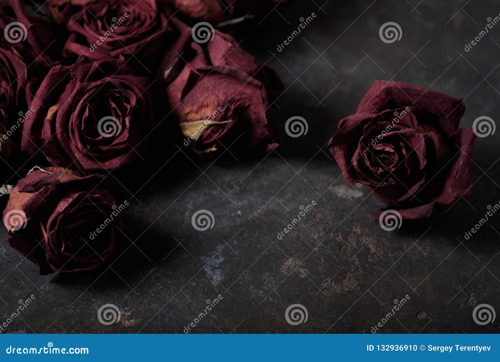 Beautiful dry roses stock photo. Image of dead, white - 132936910