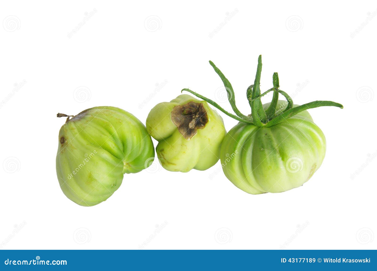 Dry rot tomato isolated stock image. Image of concept - 43177189