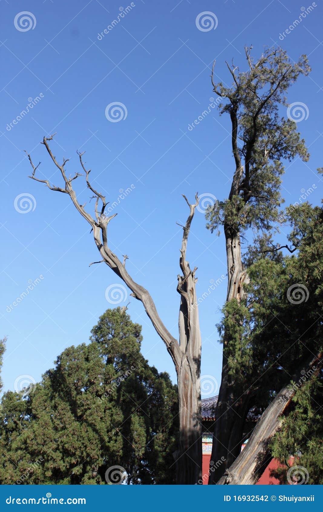 DRY ROT WOOD stock photo. Image of deforestation, plant - 16932542