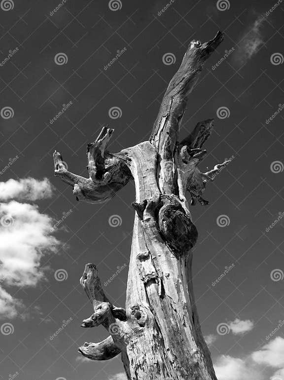 Dry rot wood stock photo. Image of wood, ridge, sand, tree - 4417634