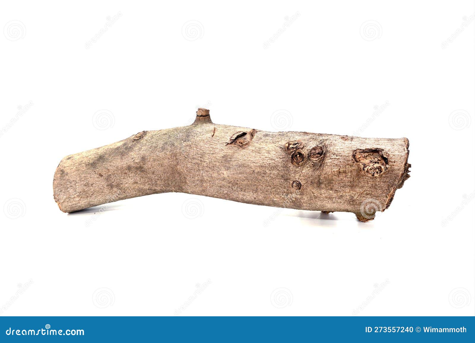 Dry Rotten Branch on Isolated Background Stock Photo - Image of ...