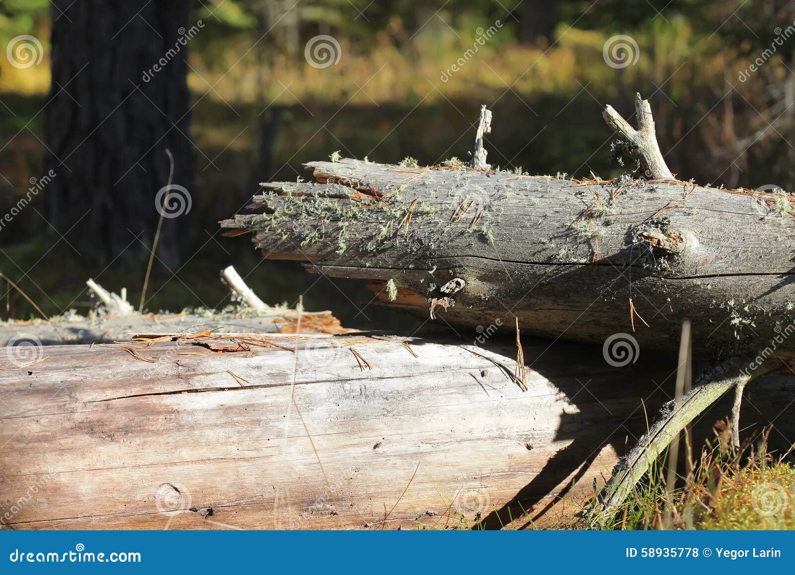 Dry rotten fallen tree stock photo. Image of branch, dead - 58935778