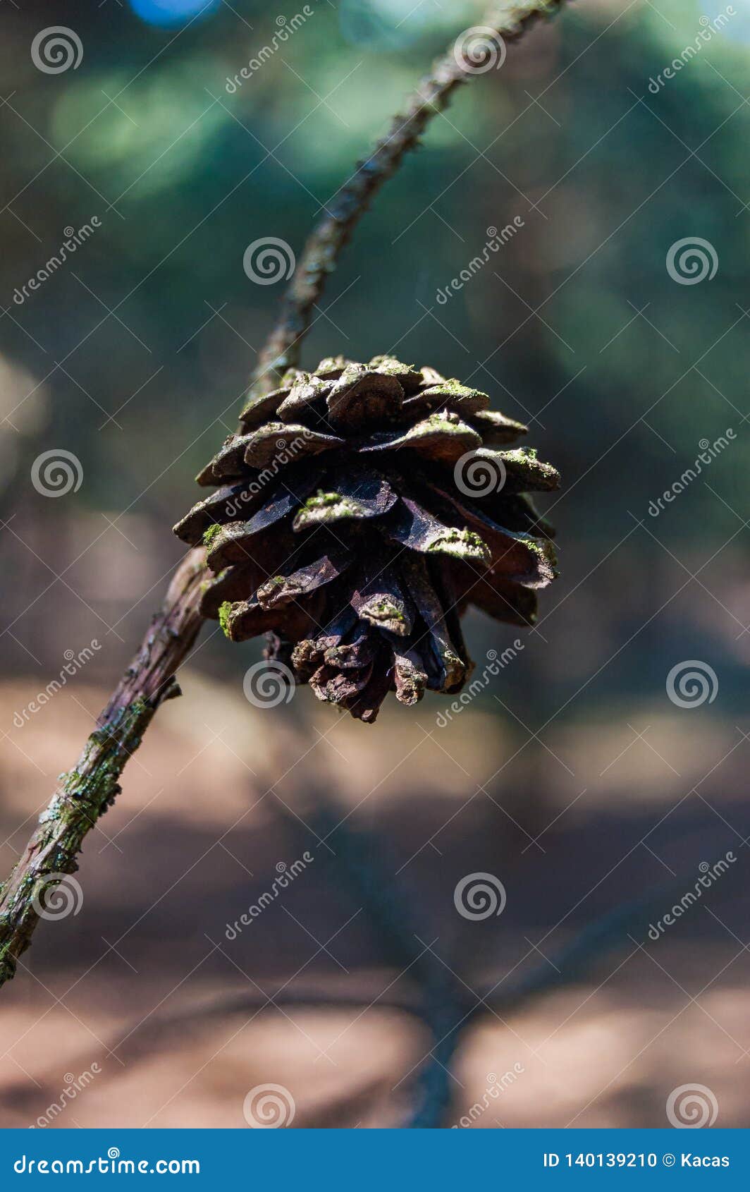 Dry Round Pine Tree Cone Hanging on a Tree Branch in Forest Stock Photo ...