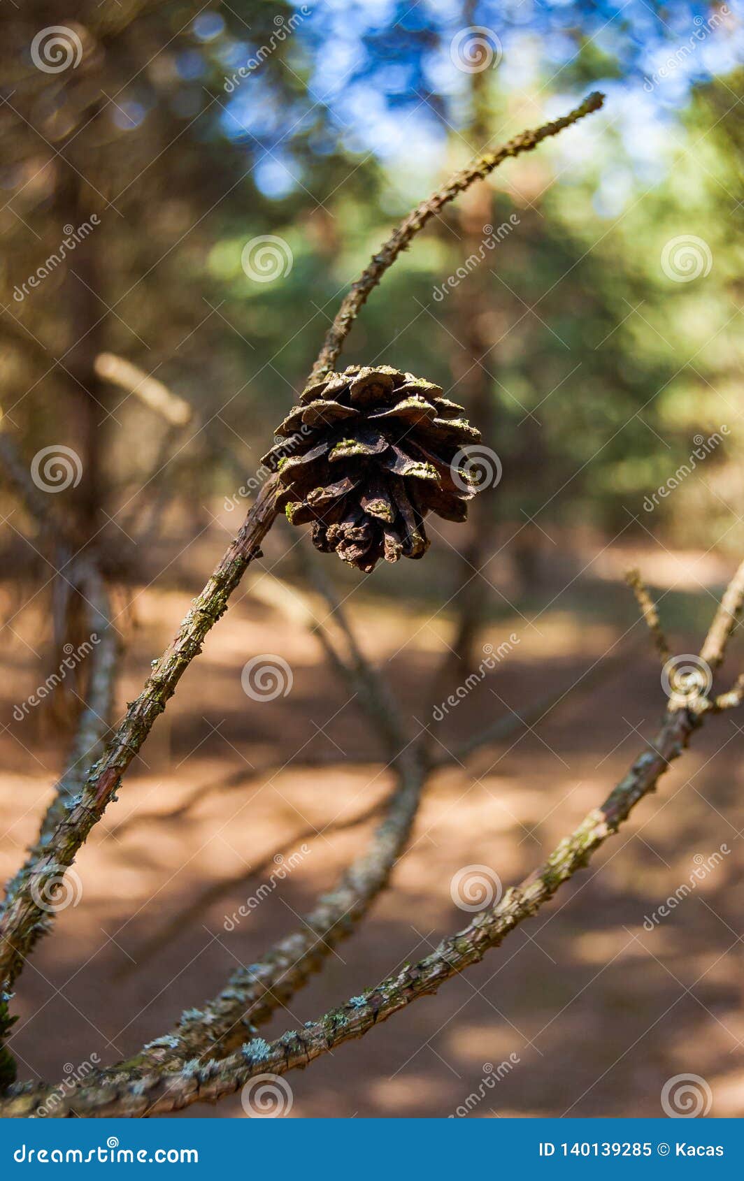 Dry Round Pine Tree Cone Hanging on a Tree Branch in Forest Stock Image ...