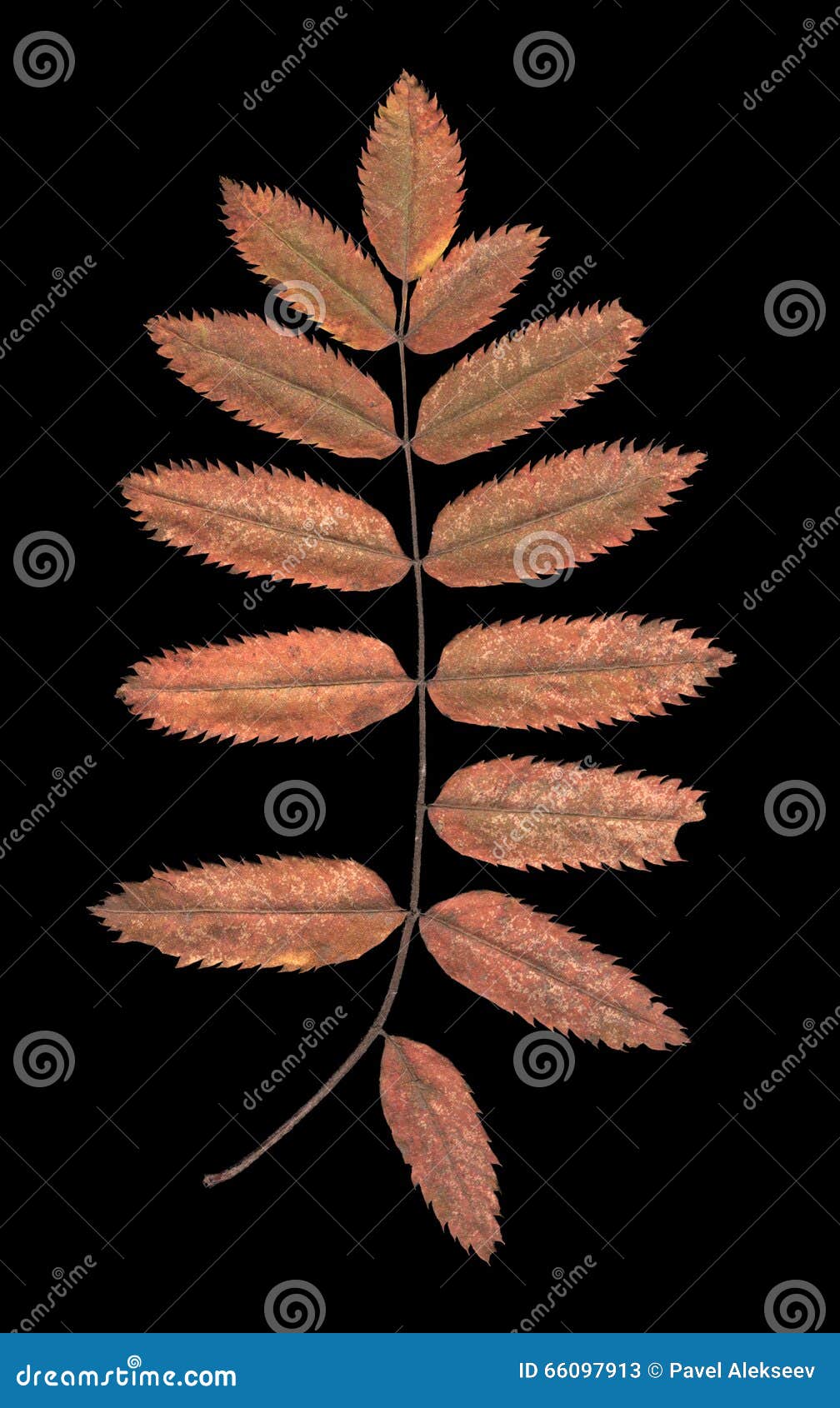 Dry rowan leaf stock image. Image of background, autumn - 66097913