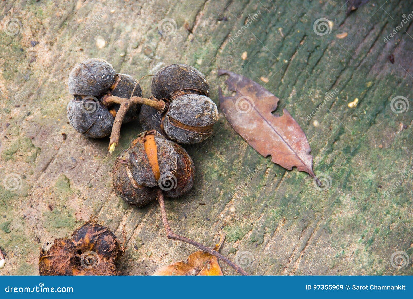 Dry rubber seeds stock image. Image of leaf, rubber, seed - 97355909