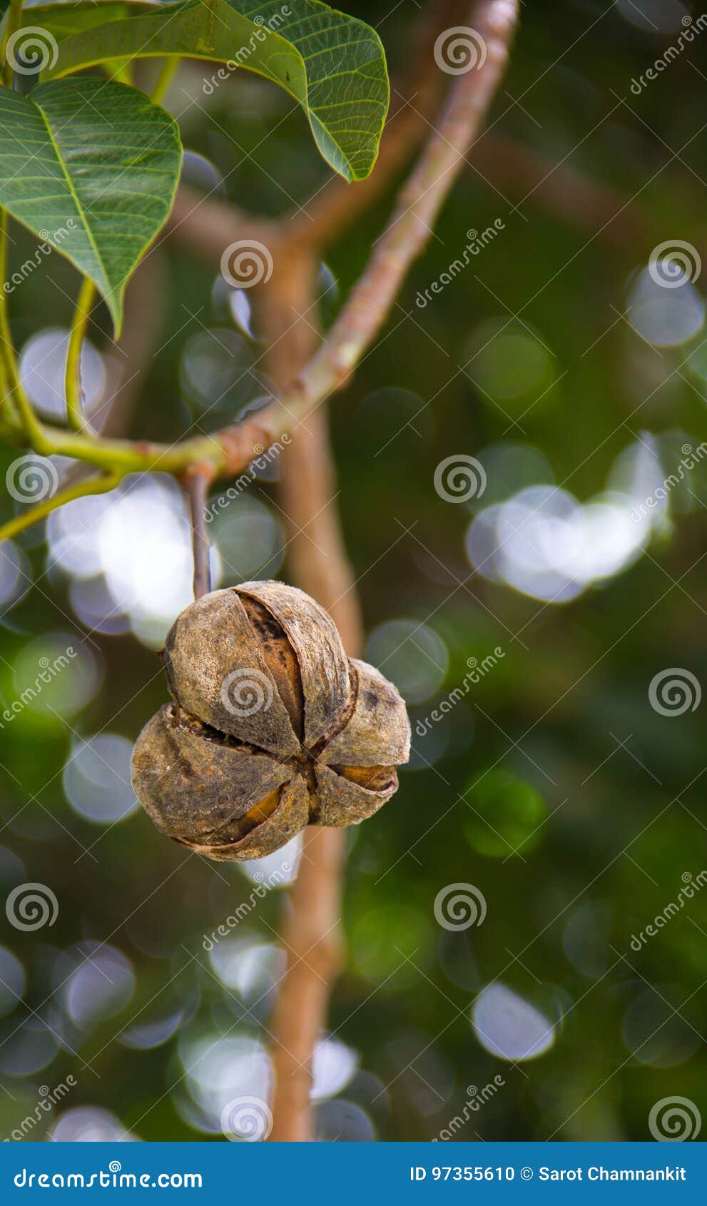 Dry rubber seeds on tree. stock photo. Image of tropical - 97355610