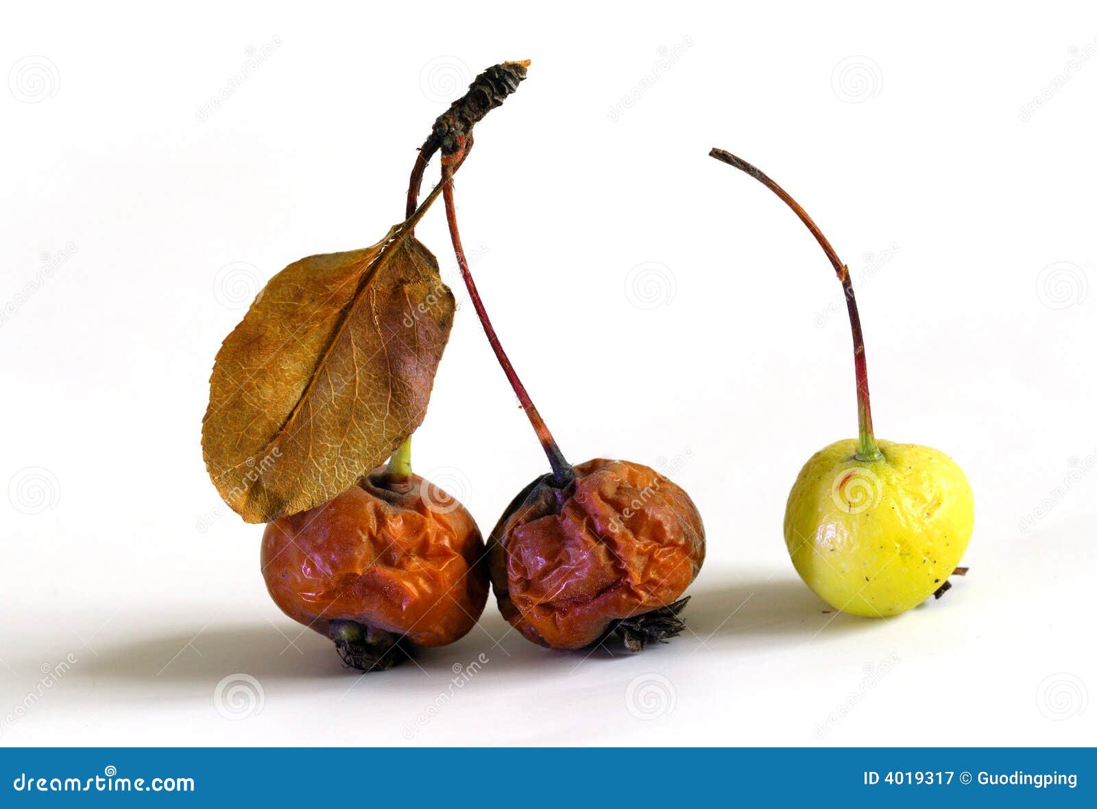 Dry ruck fruit stock image. Image of cockle, isolated - 4019317
