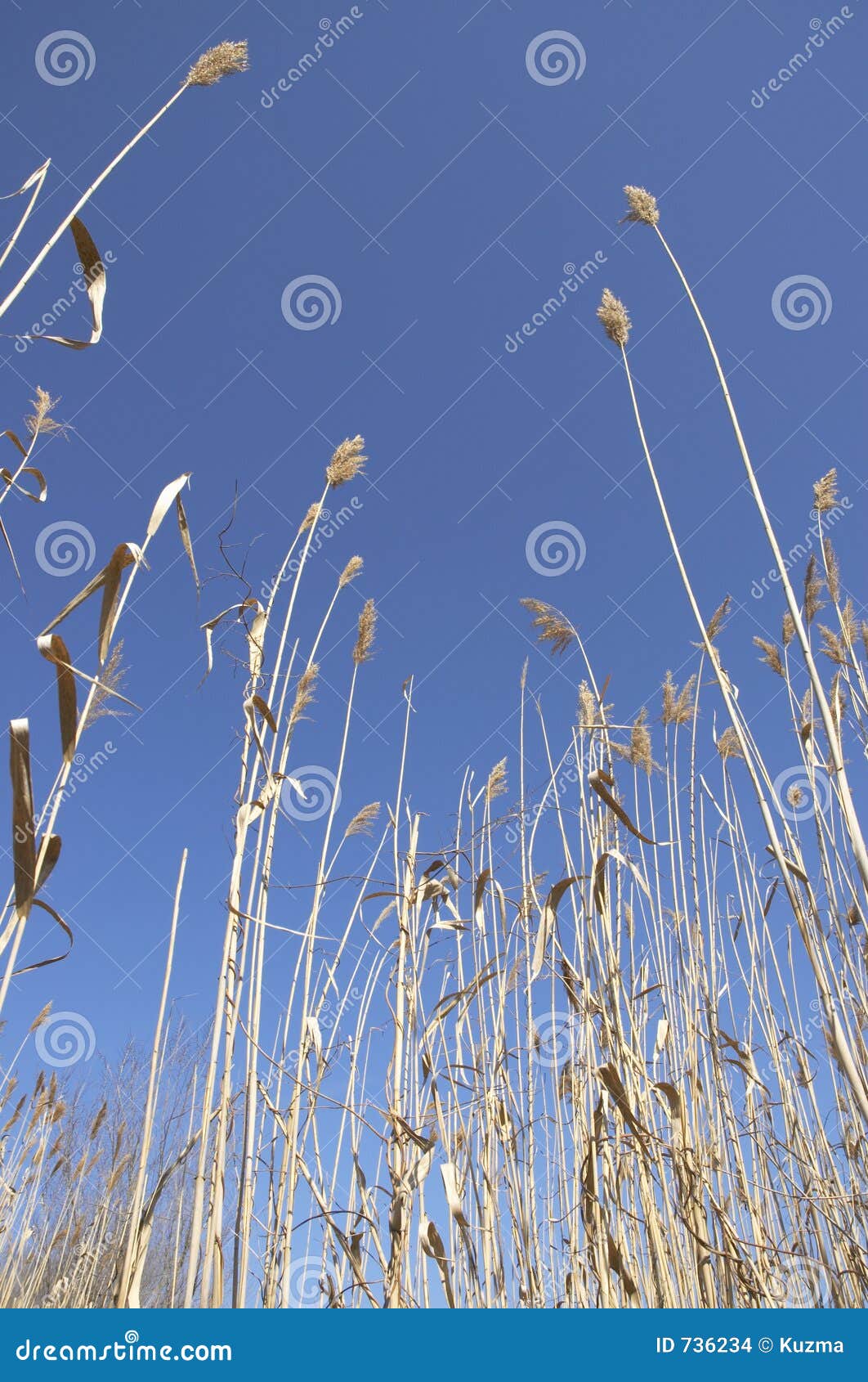 Dry rush and blue sky stock photo. Image of blue, plant - 736234