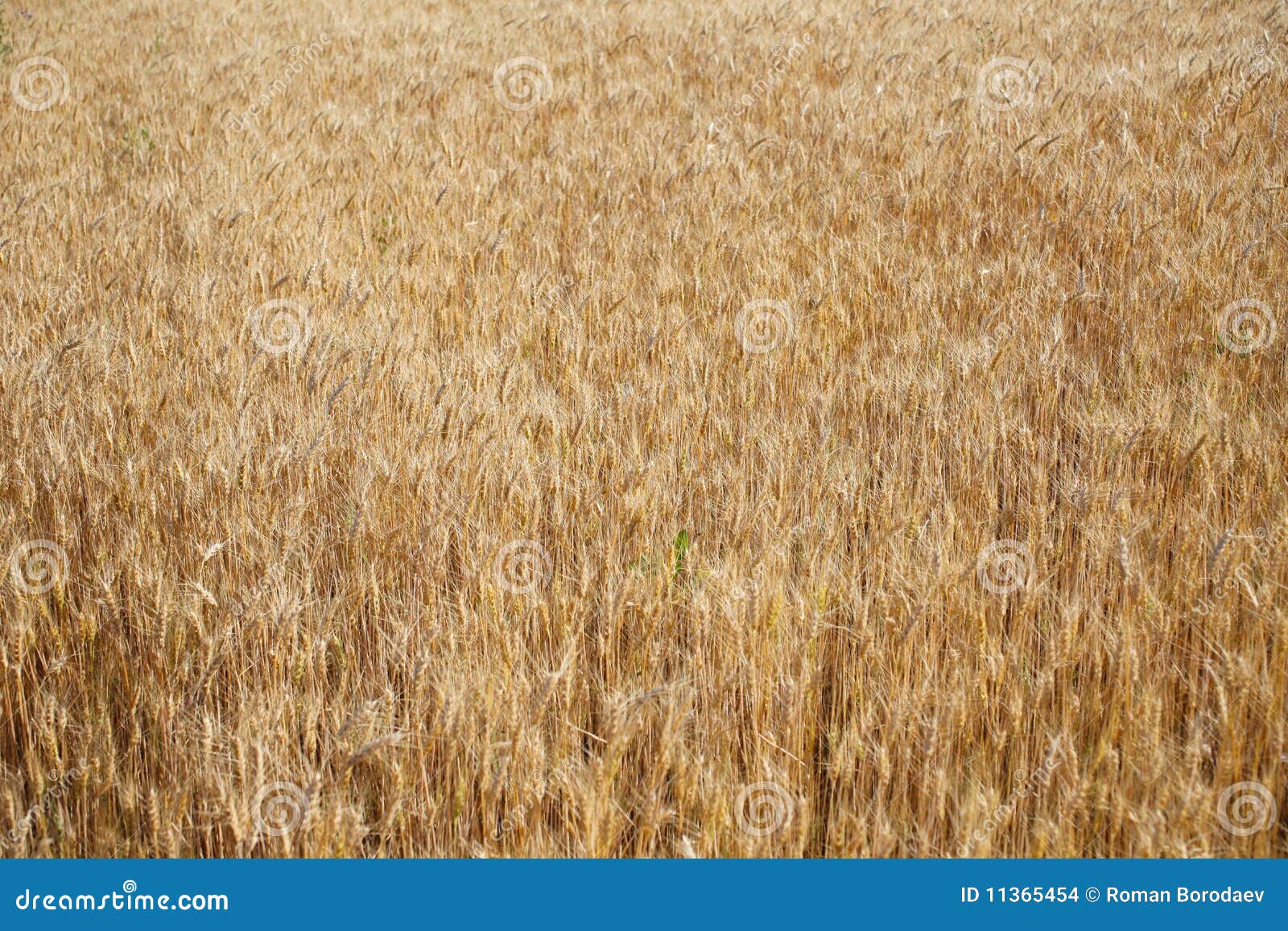 Dry rye as background. stock photo. Image of golden, farming - 11365454