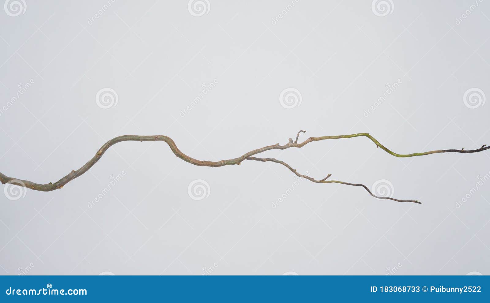 Dry Salix Branch or Willow Tree on White Background Stock Image - Image ...