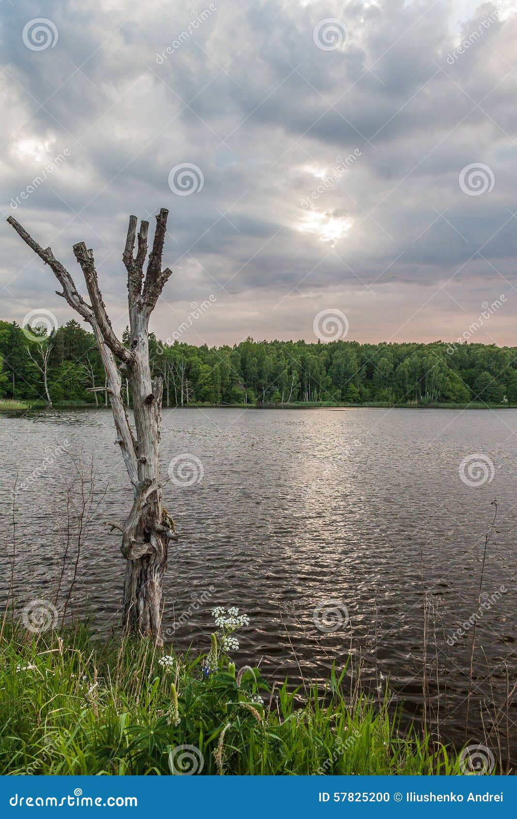 Dry Sapless Tree with a Lake on the Background Stock Photo - Image of ...