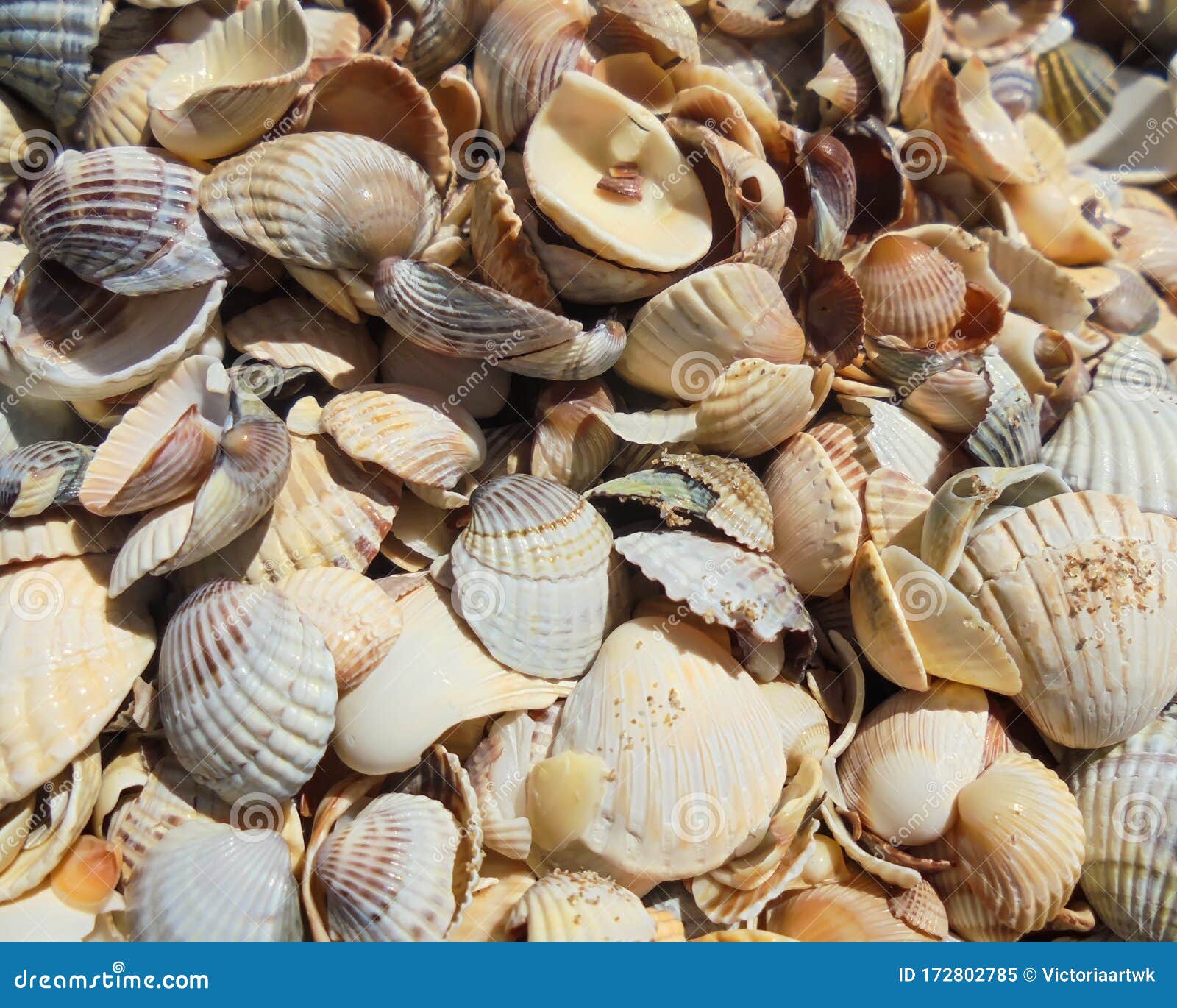 Dry Seashells Halves on the Beach Stock Image - Image of coast ...