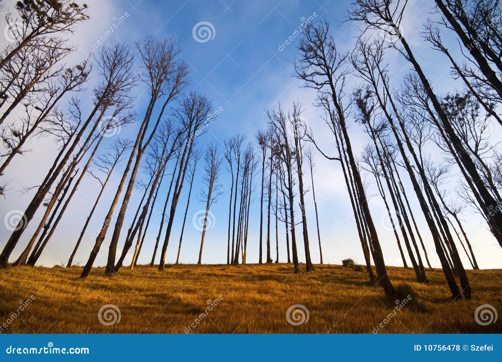 Dry season stock photo. Image of color, dried, fall, deciduous - 10756478