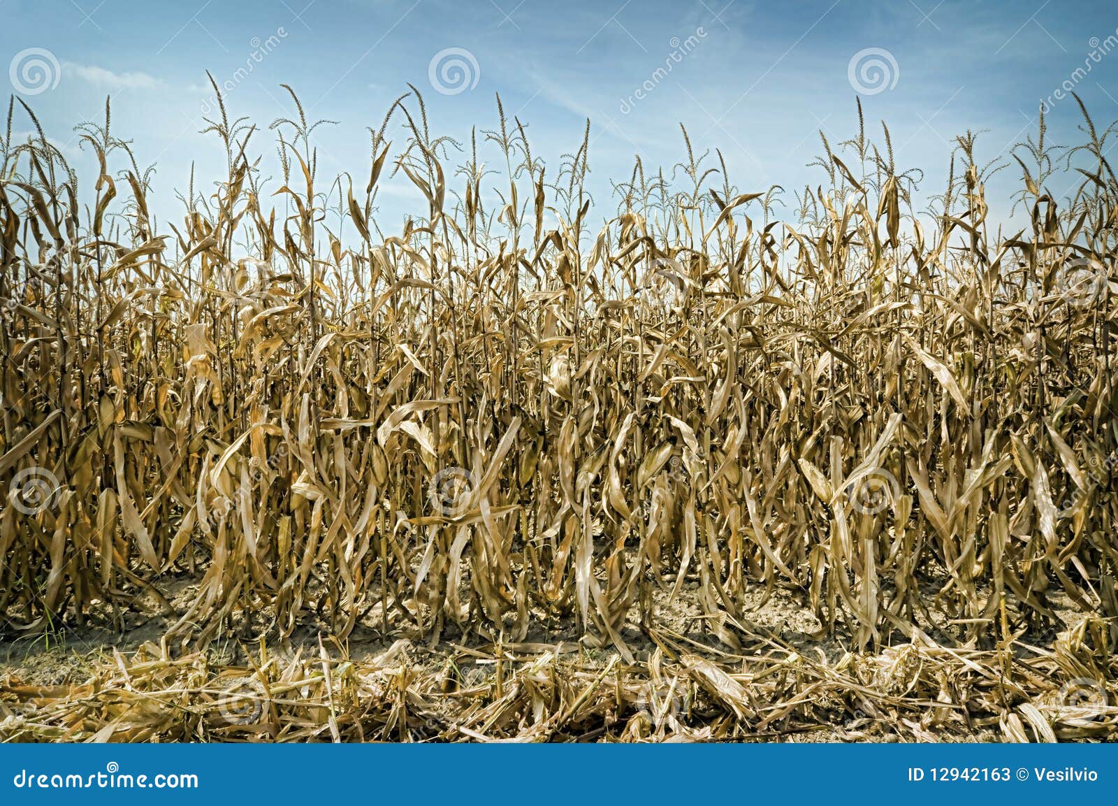 Dry season stock image. Image of snag, rural, thin, season - 12942163