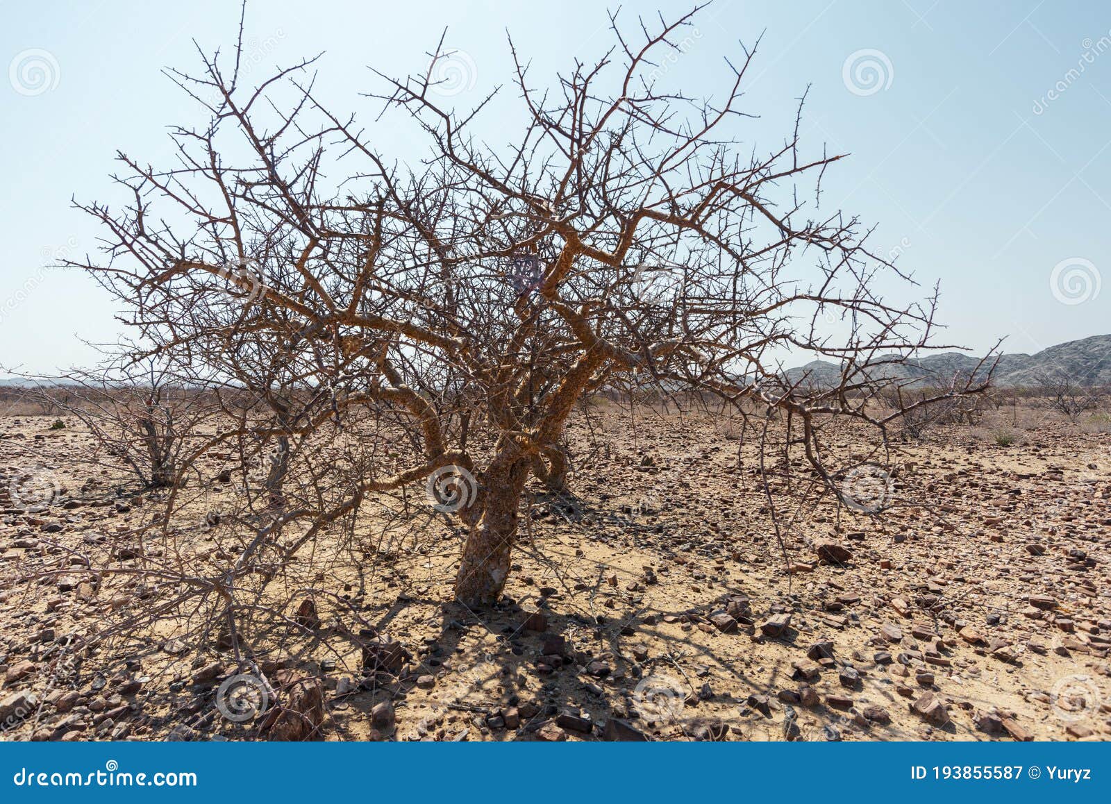 Dry season in desert stock image. Image of africa, branches - 193855587
