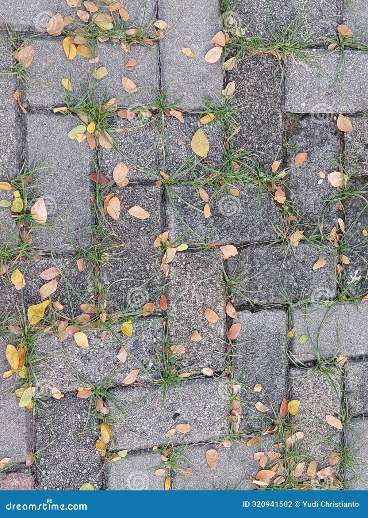 In the Dry Season Dry Leaves Fall on Paving Block Stock Photo - Image ...