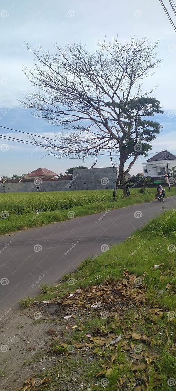 The Dry Season Makes the Trees Bare Stock Image - Image of season ...