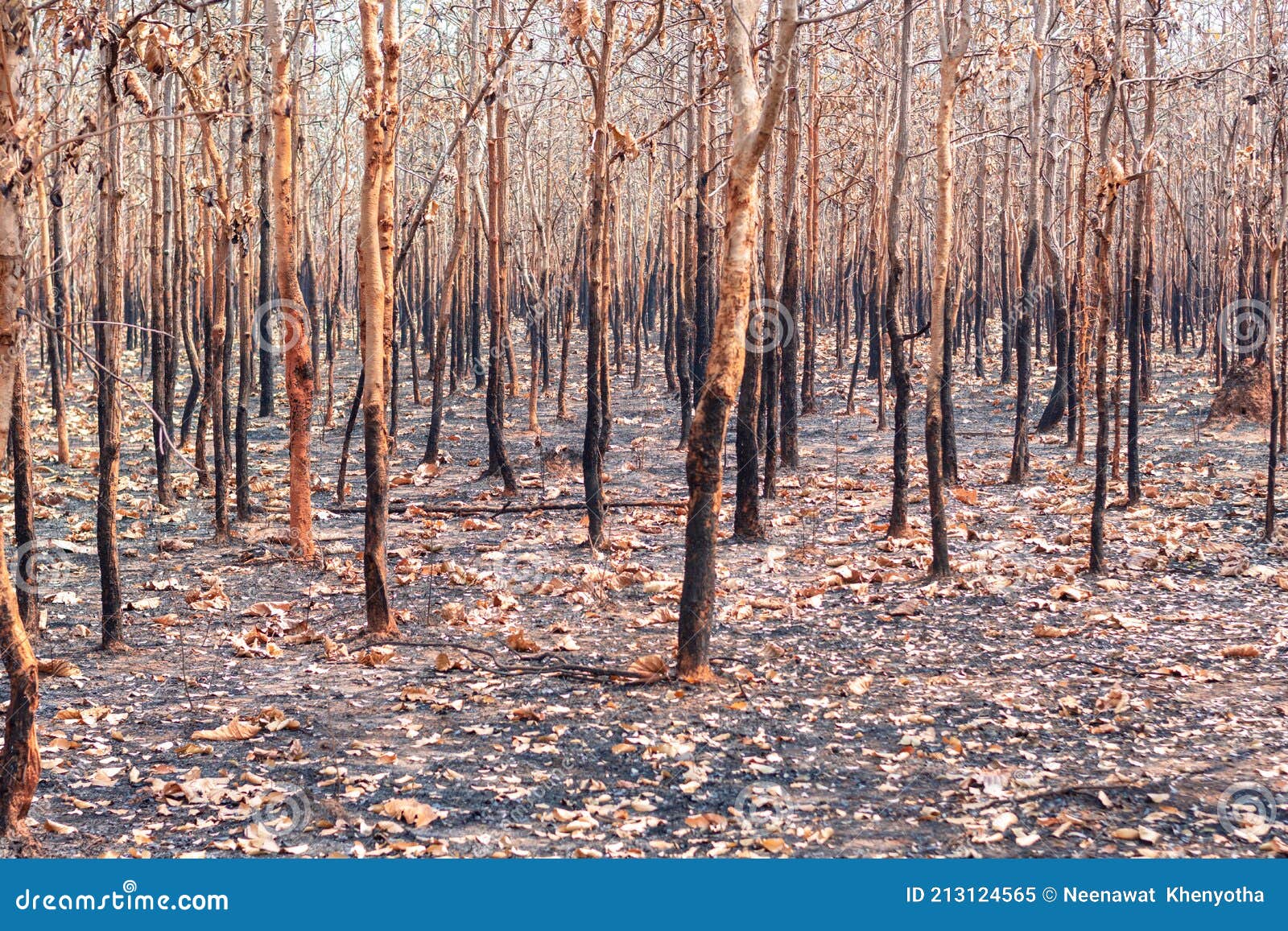 During the Dry Season, Mixed Deciduous Forests in Southeast Asia are ...