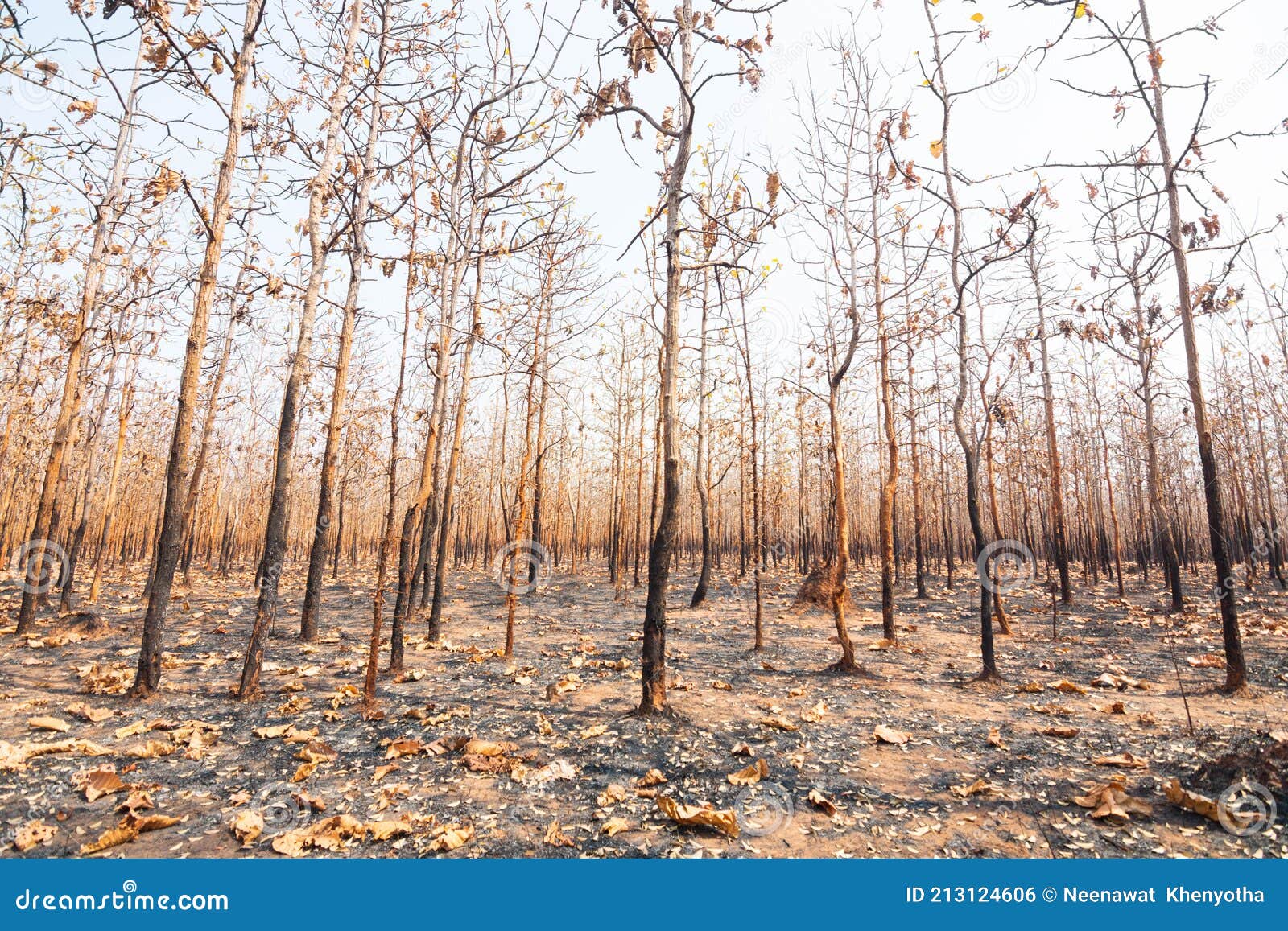During the Dry Season, Mixed Deciduous Forests in Southeast Asia are ...