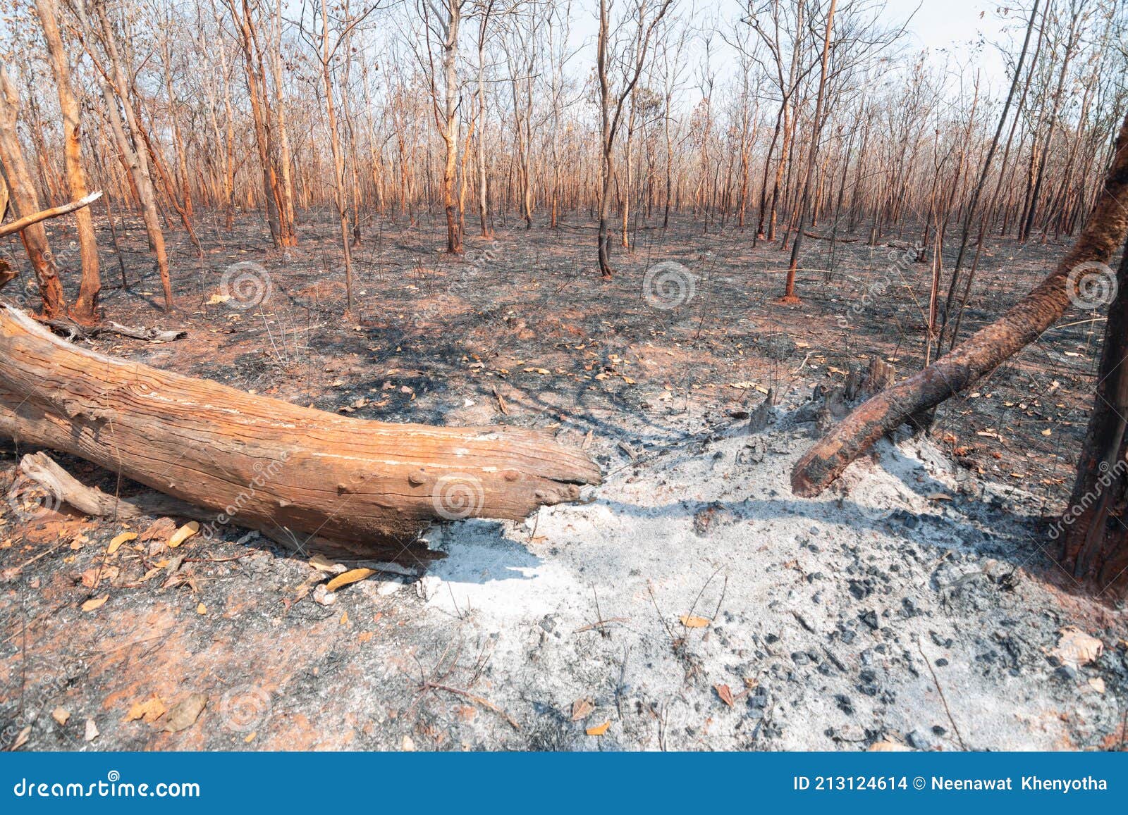 During the Dry Season, Mixed Deciduous Forests in Southeast Asia are ...