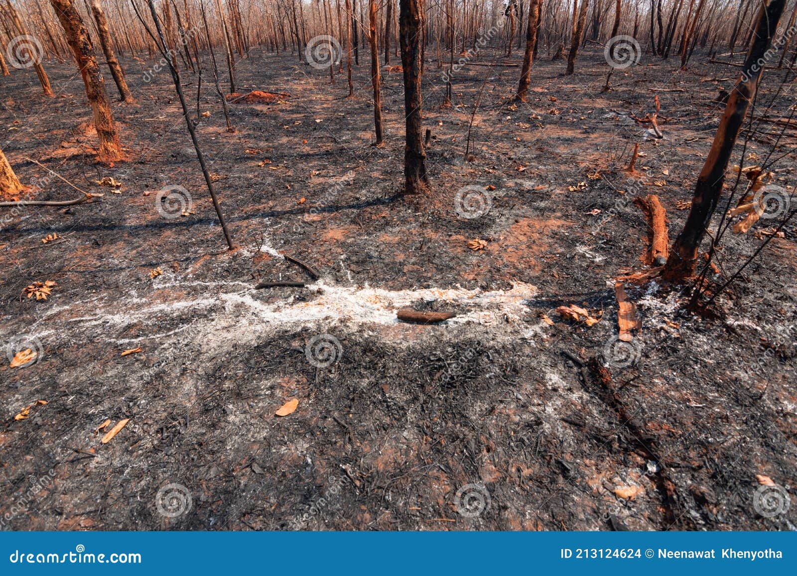 During the Dry Season, Mixed Deciduous Forests in Southeast Asia are ...