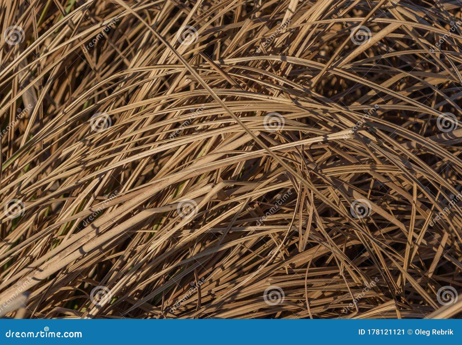 Dry Sedge Leaves on the River Bank Stock Image - Image of light, meadow ...