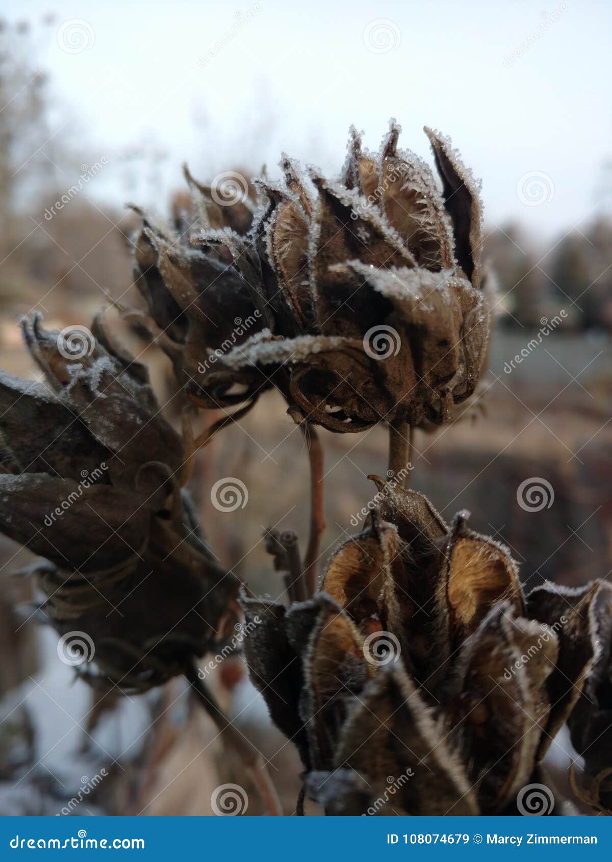 Flower pods in winter stock image. Image of pods, winter - 108074679