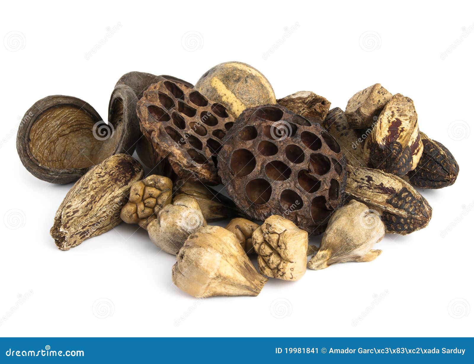 Dry seeds stock image. Image of collection, decorative - 19981841