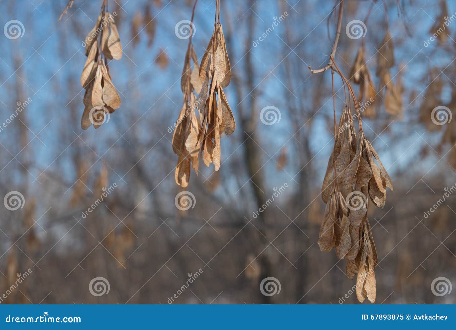 Dry seeds of the ash tree stock image. Image of color - 67893875