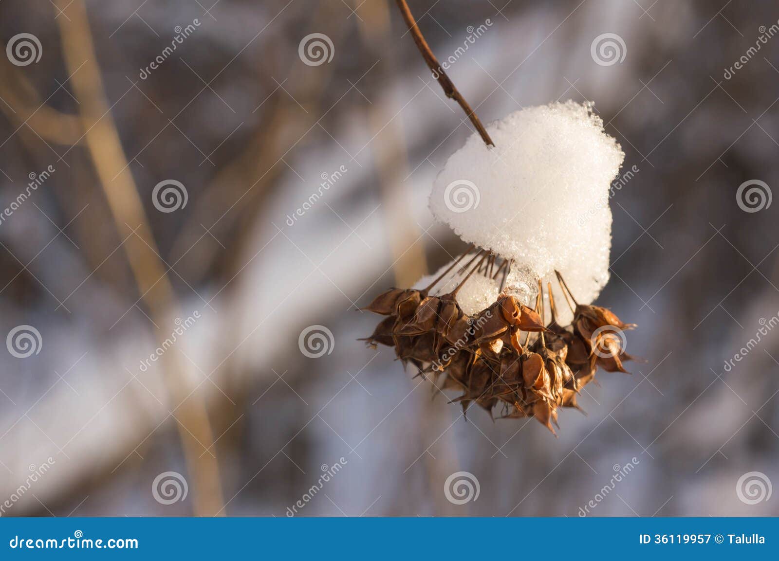 The Dry Seeds Covered with Snow Stock Image - Image of clear, branches ...