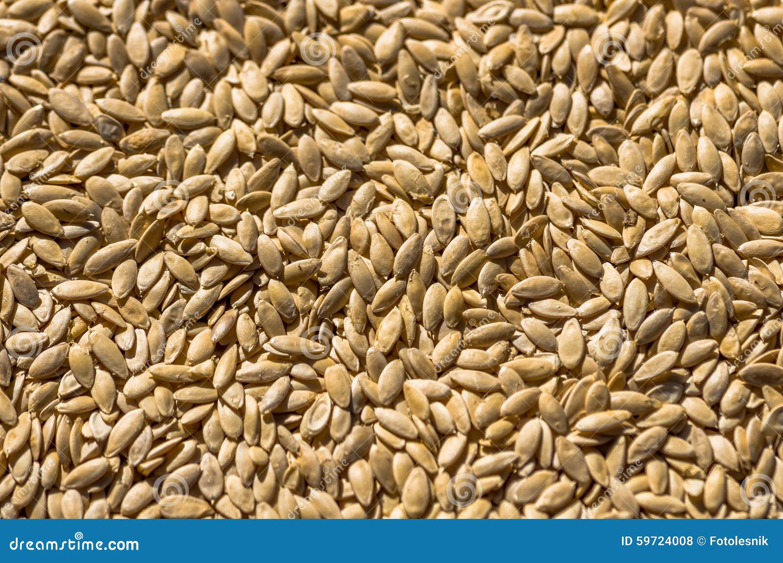 Dry Seeds of Cucumber Texture Stock Photo - Image of shell, nutrition ...