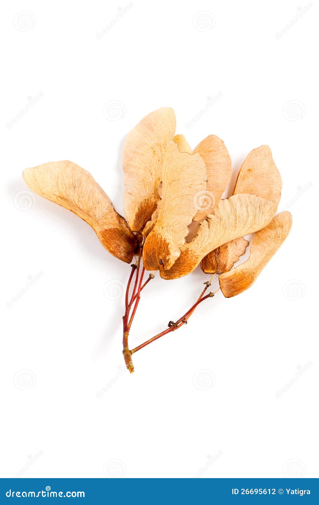 56,074 Dry Maple Tree Stock Photos - Free & Royalty-Free Stock Photos ...