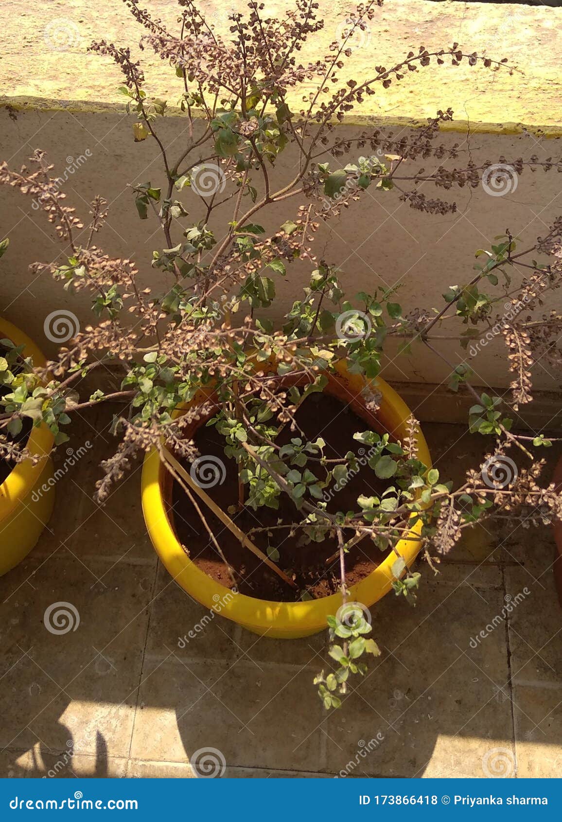 Dry seeds of tulsi plants stock photo. Image of seeds - 173866418