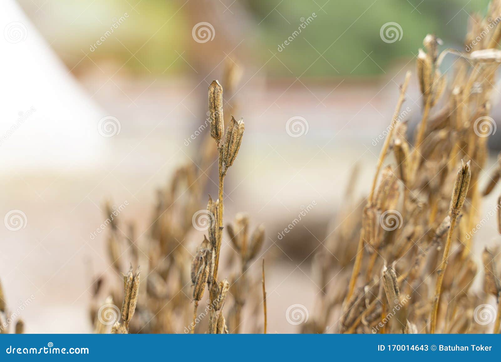 Dry Sesame Seed Plants in the Area Stock Image - Image of field ...