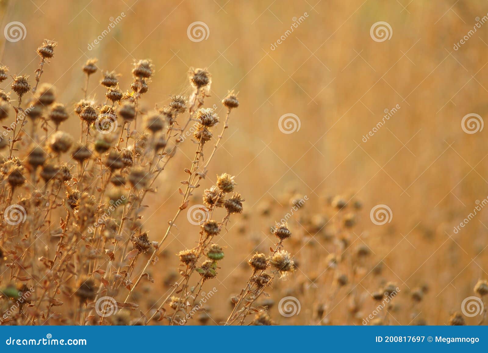 Dry Sharp Brown Burdock Plants Grow in Autumn Field Stock Image - Image ...
