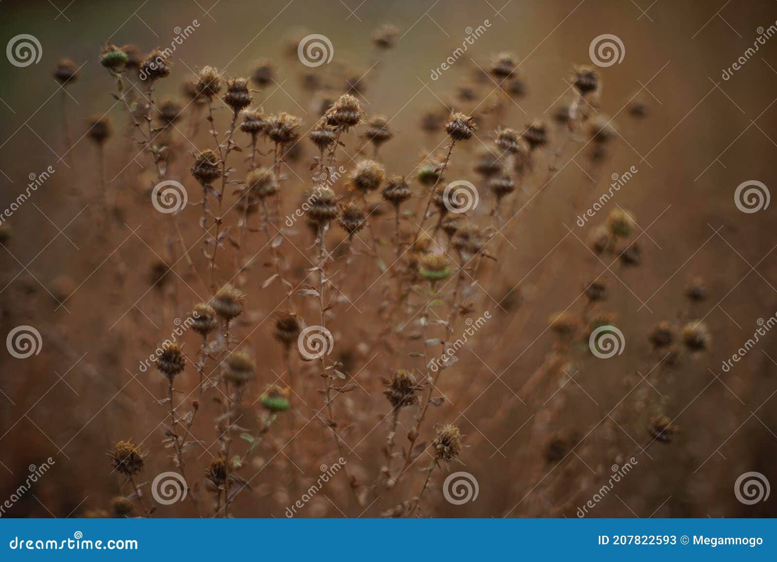 Dry Sharp Brown Bush Grass Grow in Autumn Field Stock Image - Image of ...