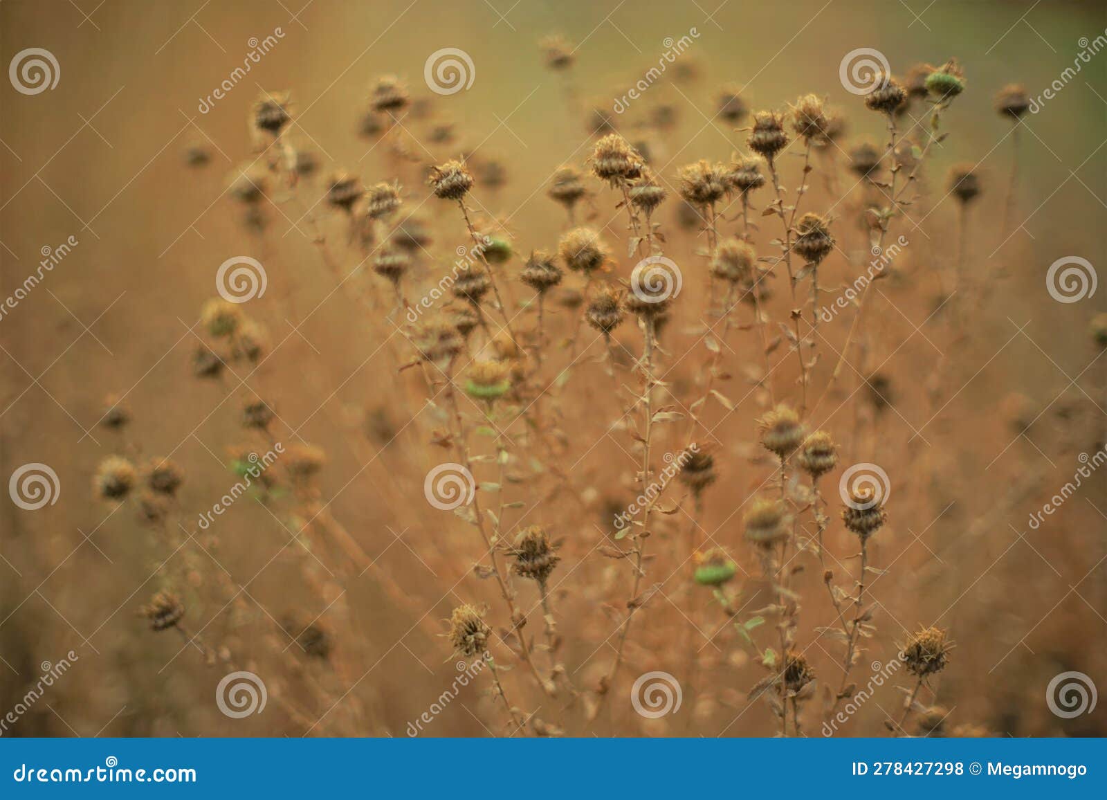 Dry Sharp Brown Bush Grass Grow in Autumn Field. Stock Photo - Image of ...