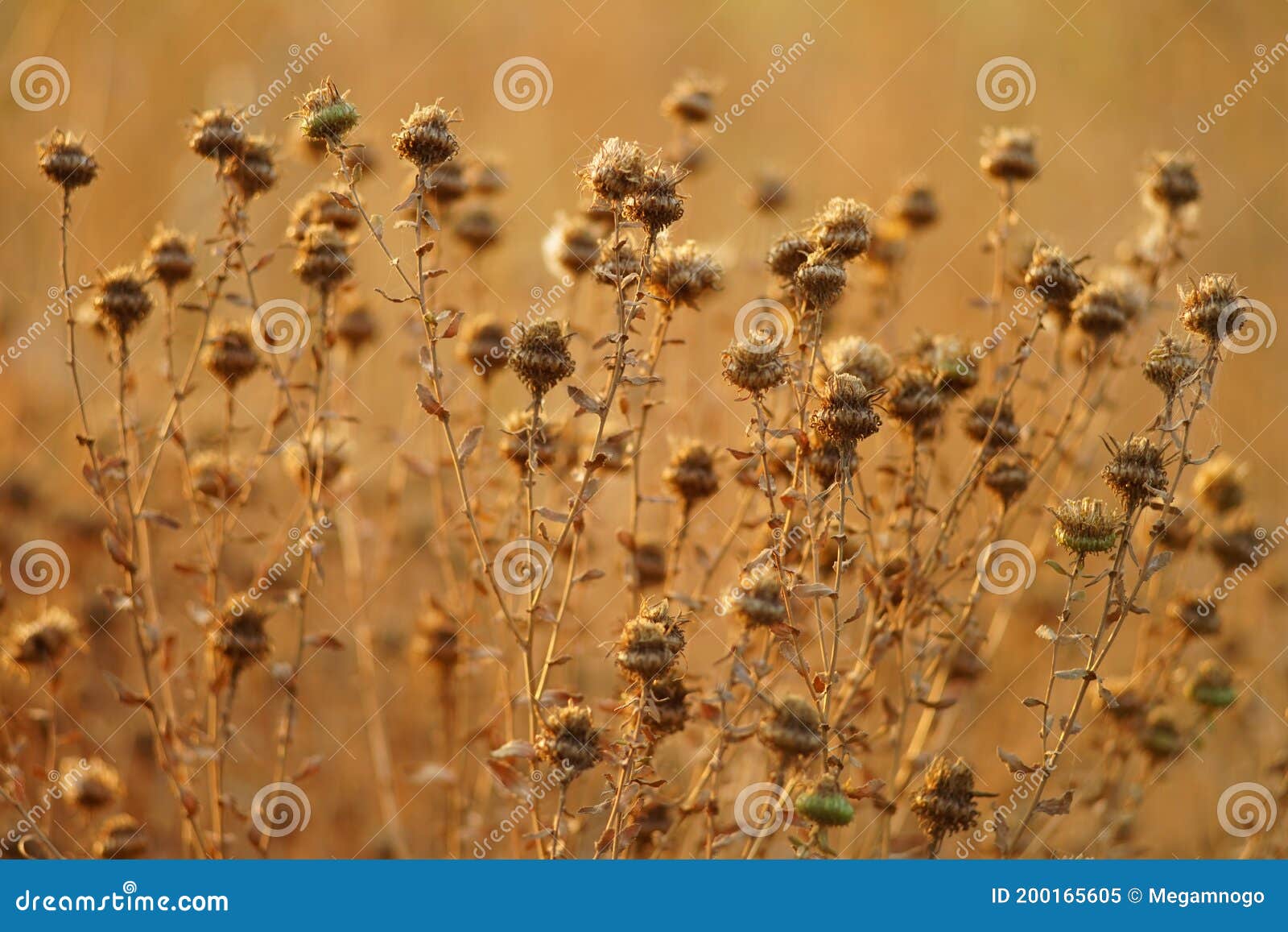 Dry Sharp Brown Flowers Growing in Autumn Field Stock Image - Image of ...