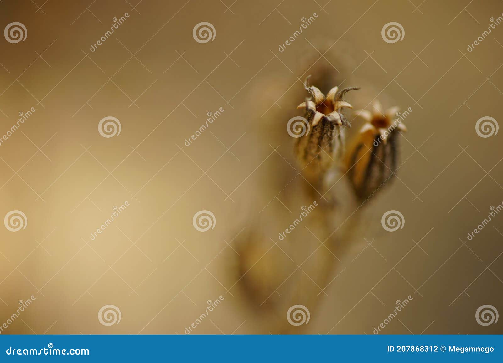 Dry Sharp Plant Growing in Autumn Field. Macro Image Stock Photo ...
