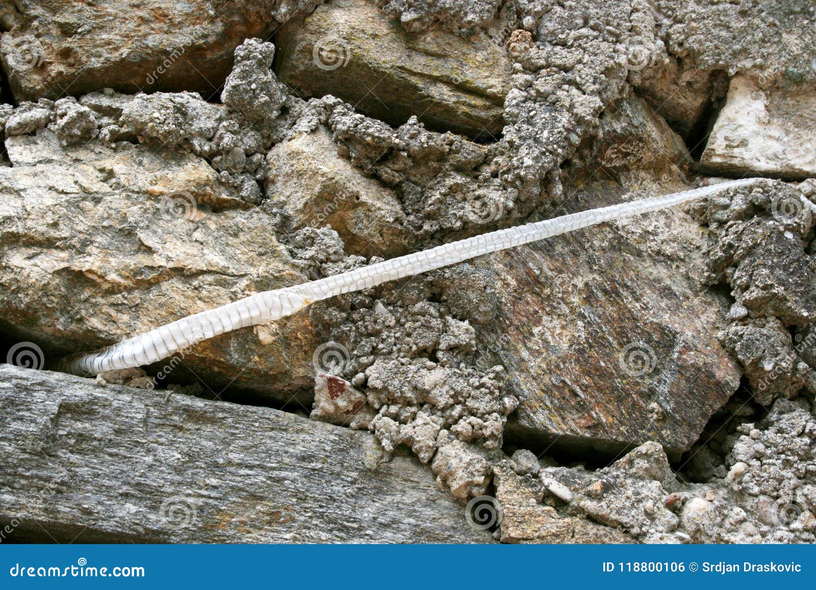 Dry shedded snake skin stock photo. Image of snake, skin - 118800106