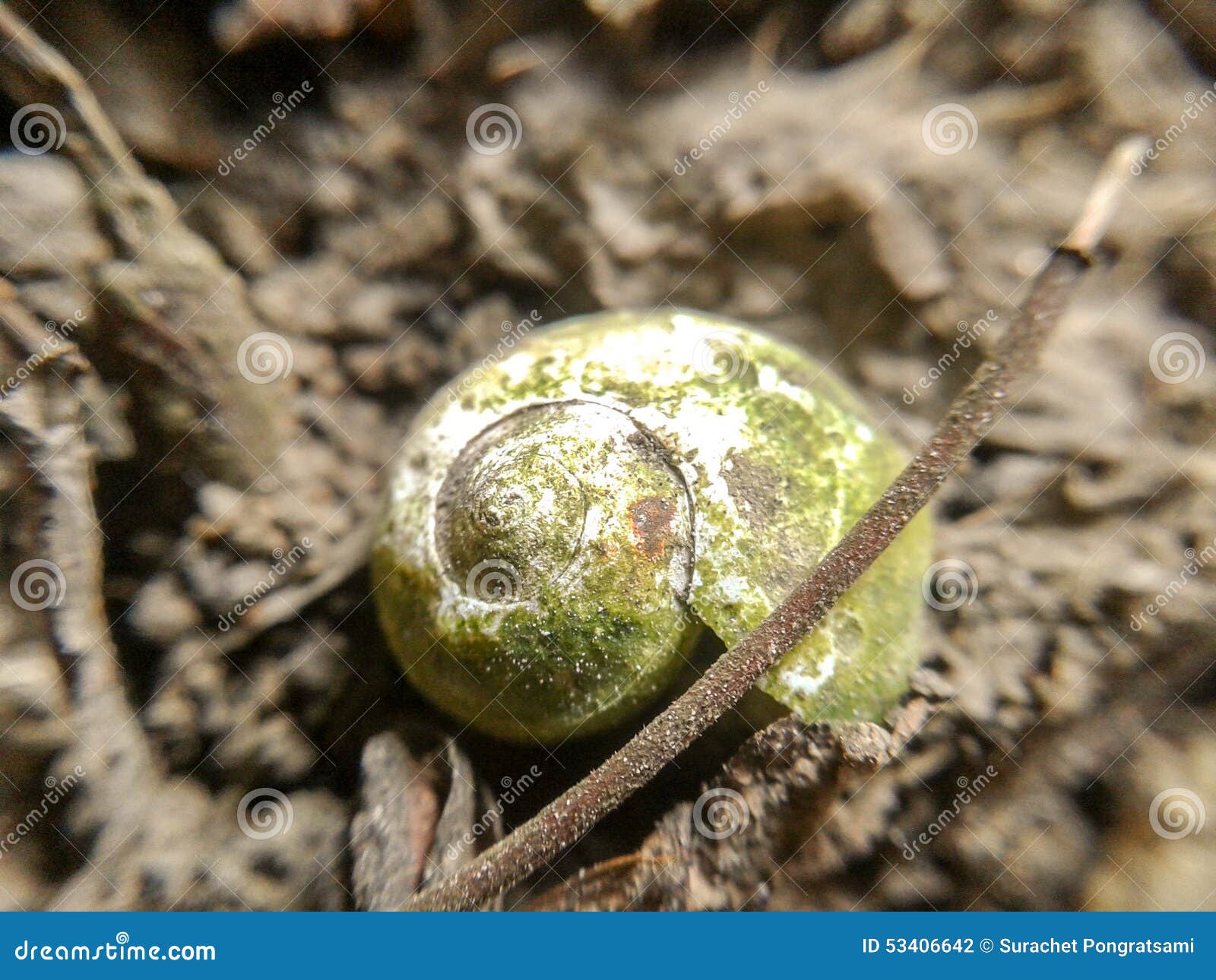Dry shell stock photo. Image of shell, shellfish, animal - 53406642