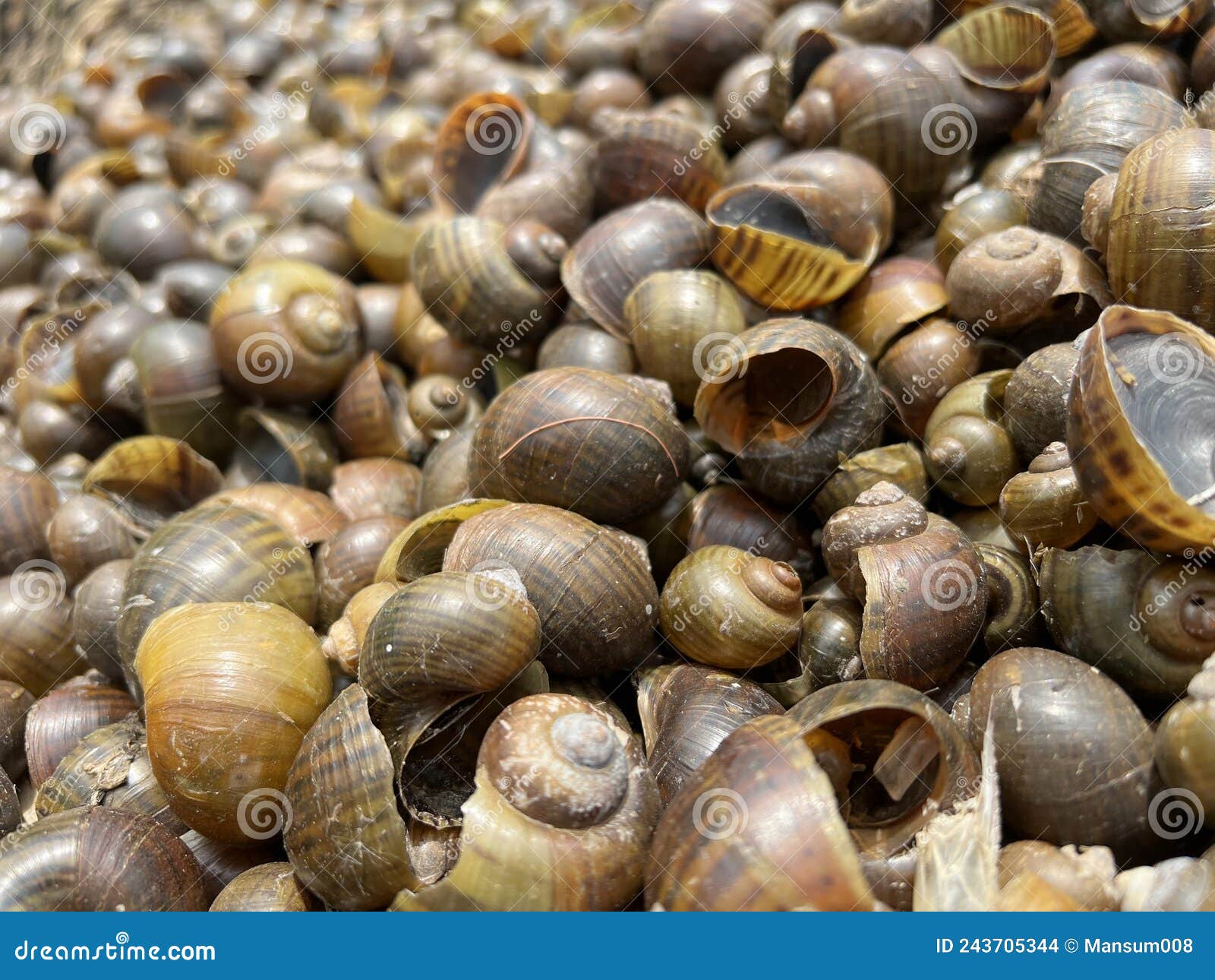 Dry shell on the ground stock photo. Image of nature - 243705344