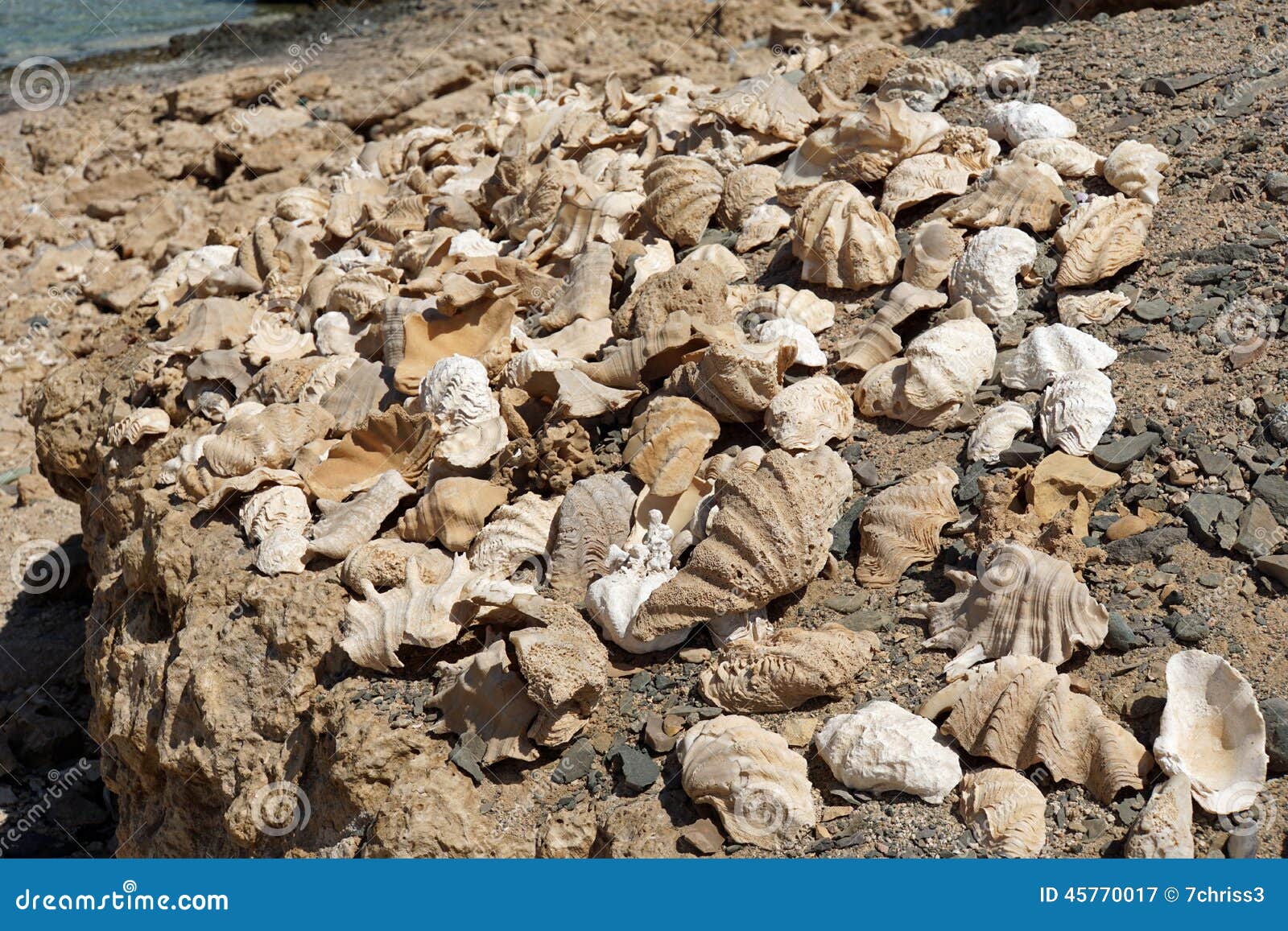 Dry shell stock image. Image of background, beach, flotsam - 45770017