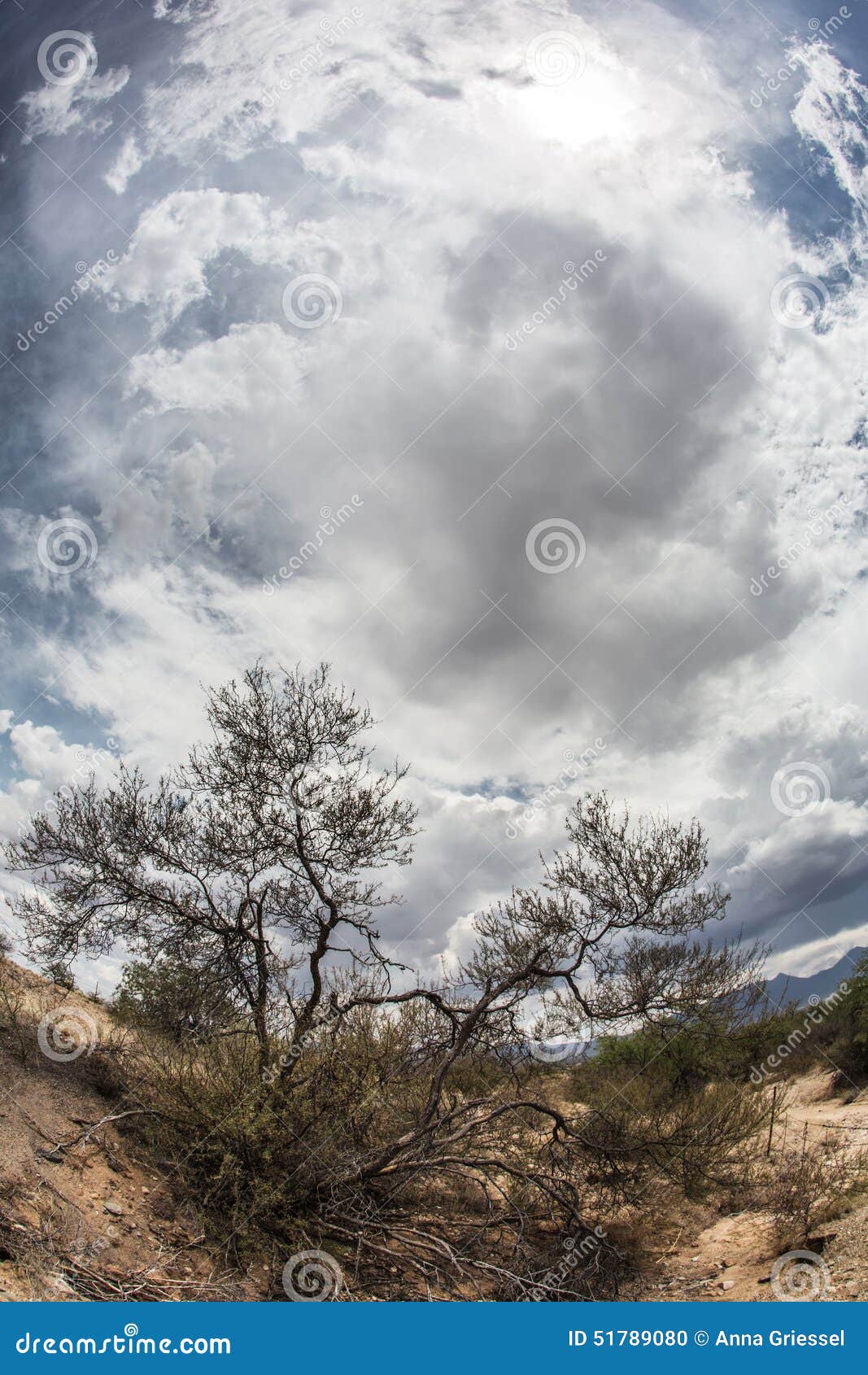 Dry Shrub in Arizona Desert Stock Photo - Image of summer, weather ...