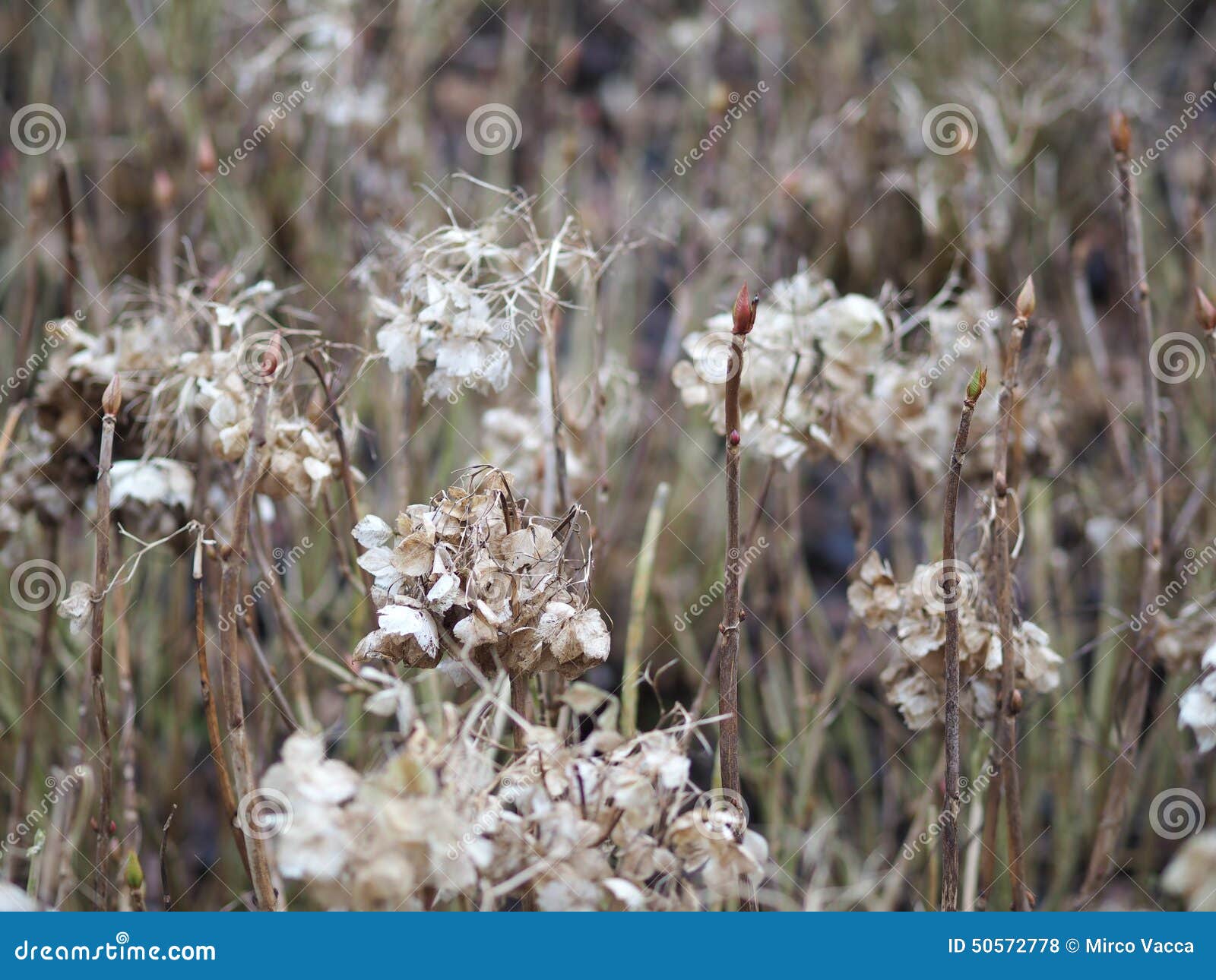 Dry shrub stock photo. Image of nature, flowers, bush - 50572778