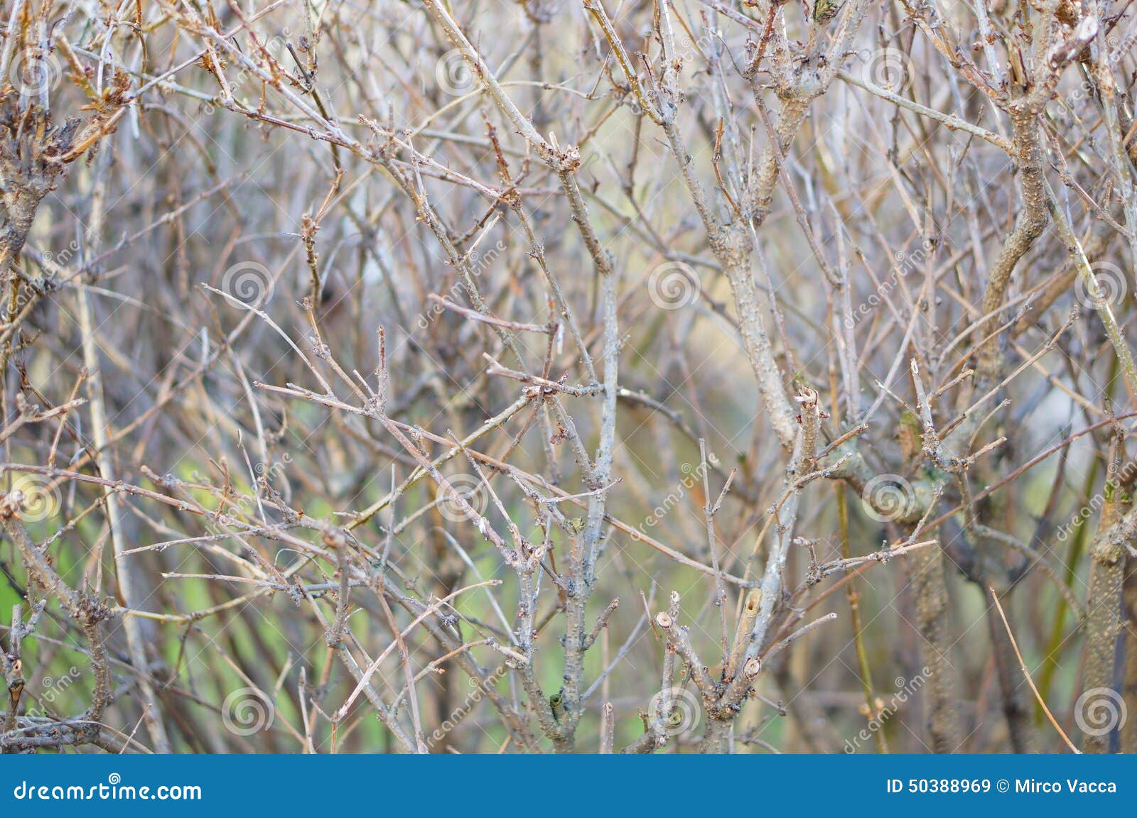 Dry shrub stock image. Image of leafless, twigs, bush - 50388969