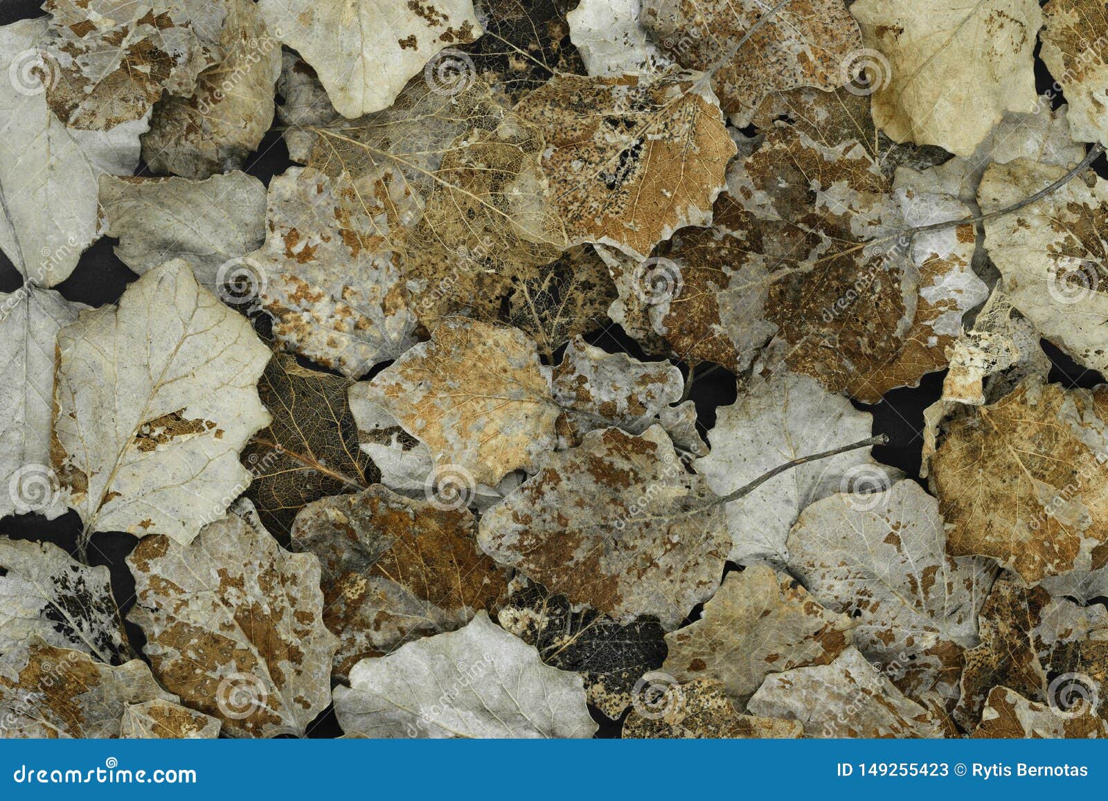 Dry Silver Poplar Tree Leaf Stock Image - Image of foliage, detail ...