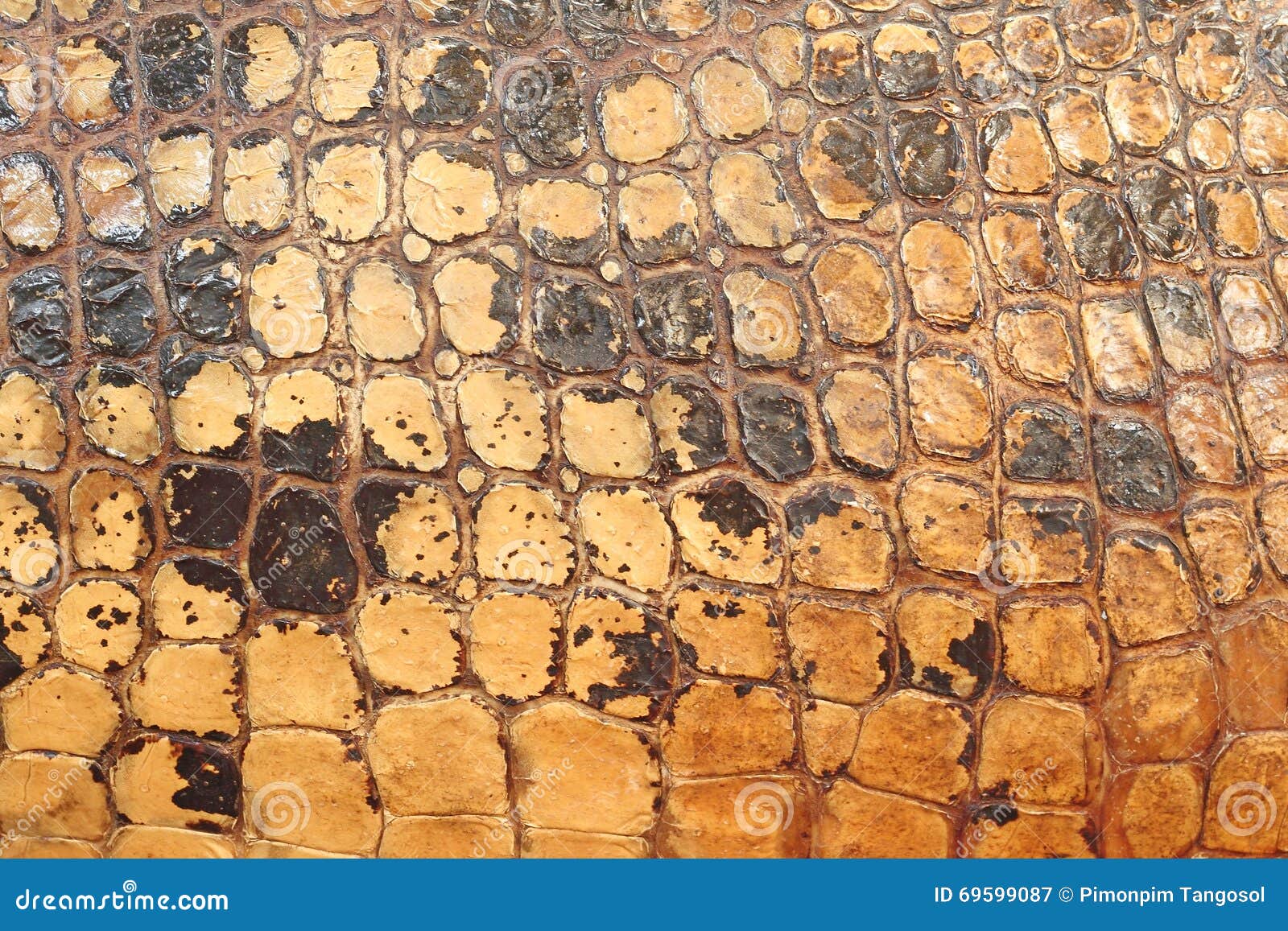 Dry skin stock image. Image of cruel, danger, hunter - 69599087